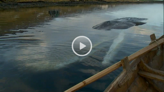 Sperm whale explodes here in the Faroe Islands