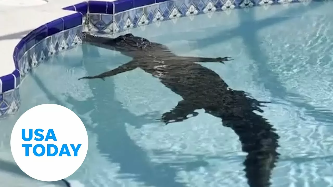 8-Foot Alligator Goes for a Swim in Florida Pool Before Being Removed ...