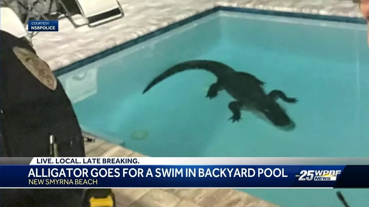 Alligator Goes for a Swim in Backyard Pool | WPBF 25 News | Swimmer's Daily
